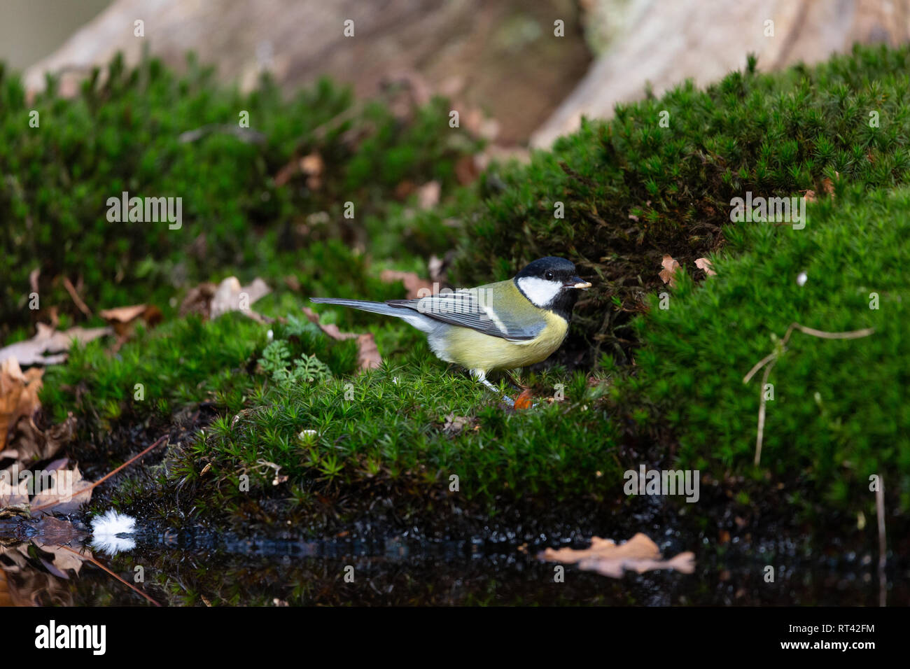 Meise High Resolution Stock Photography and Images - Alamy