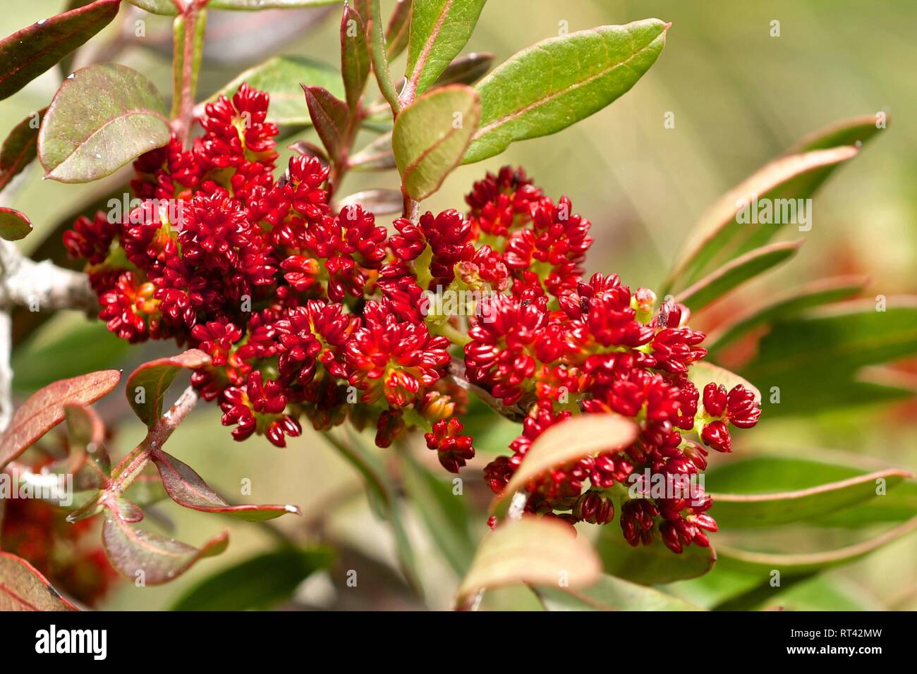 Pistacia lentiscus hi-res stock photography and images - Alamy
