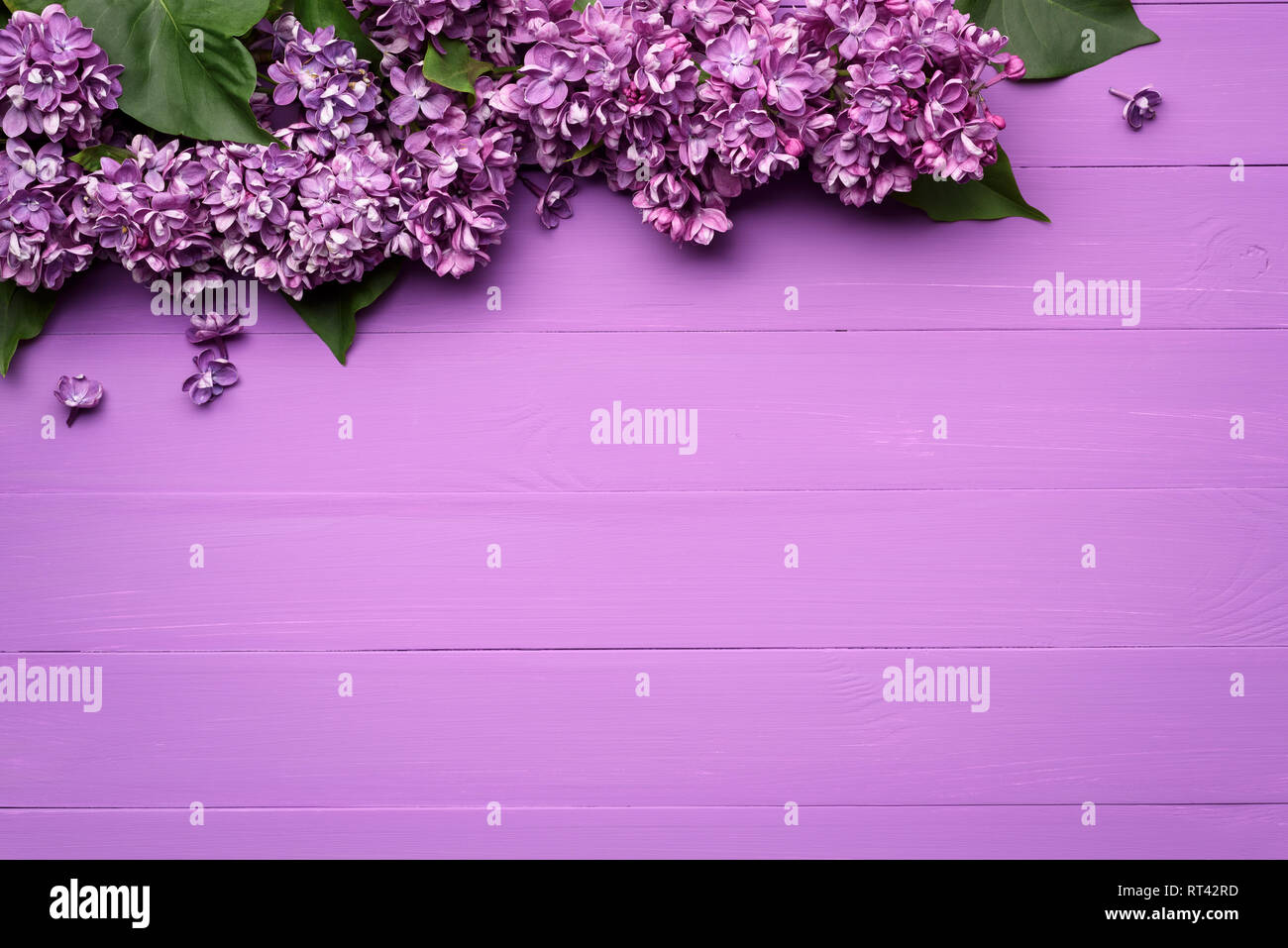 Purple border background template hi-res stock photography and images ...