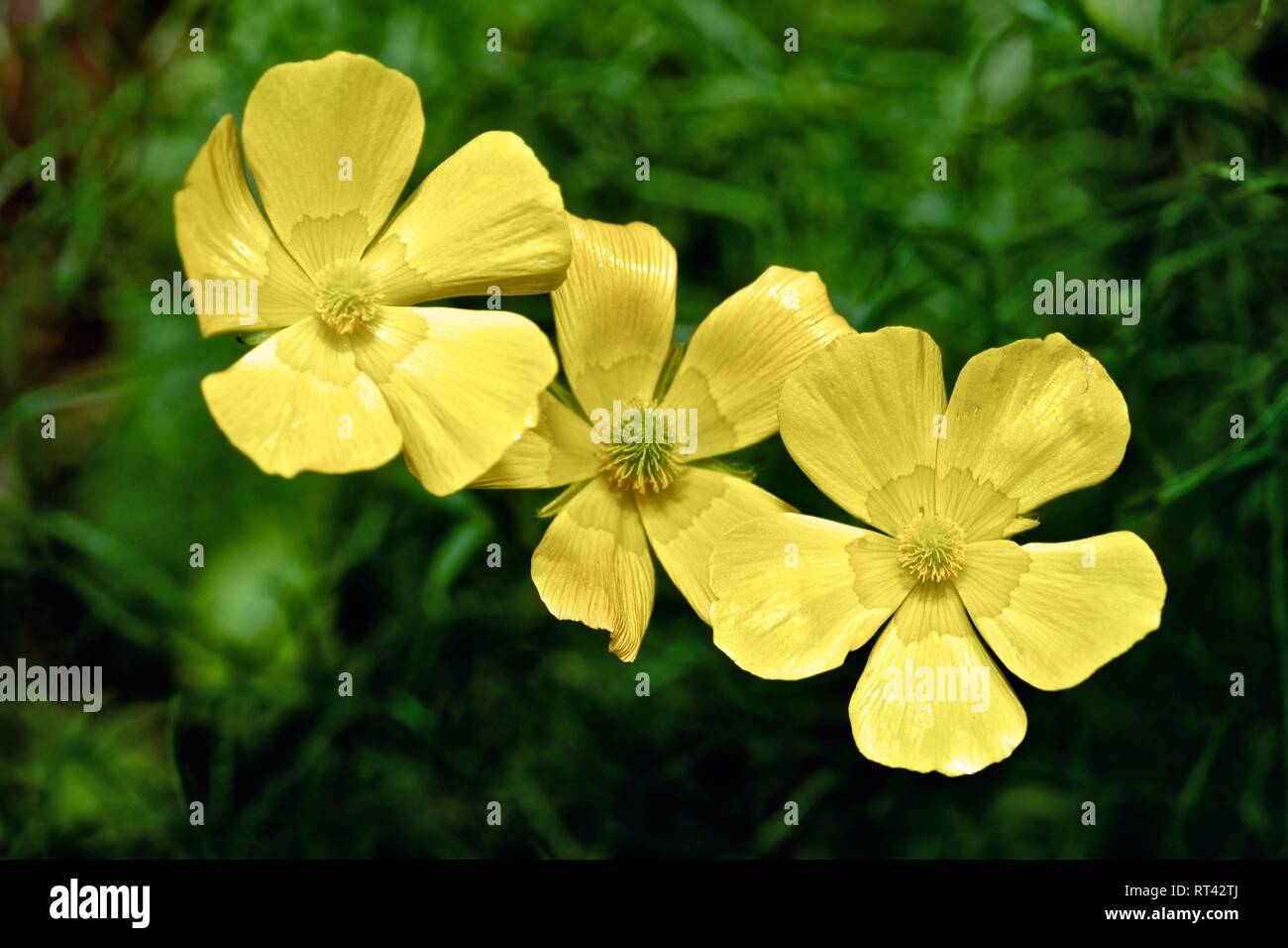 Ranunculus sp hi-res stock photography and images - Alamy