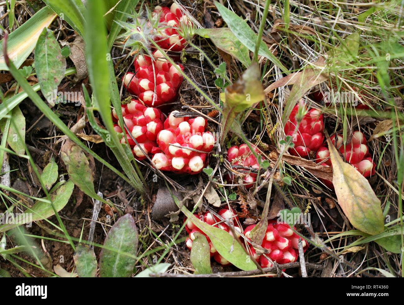 Family cytinaceae hi-res stock photography and images - Alamy
