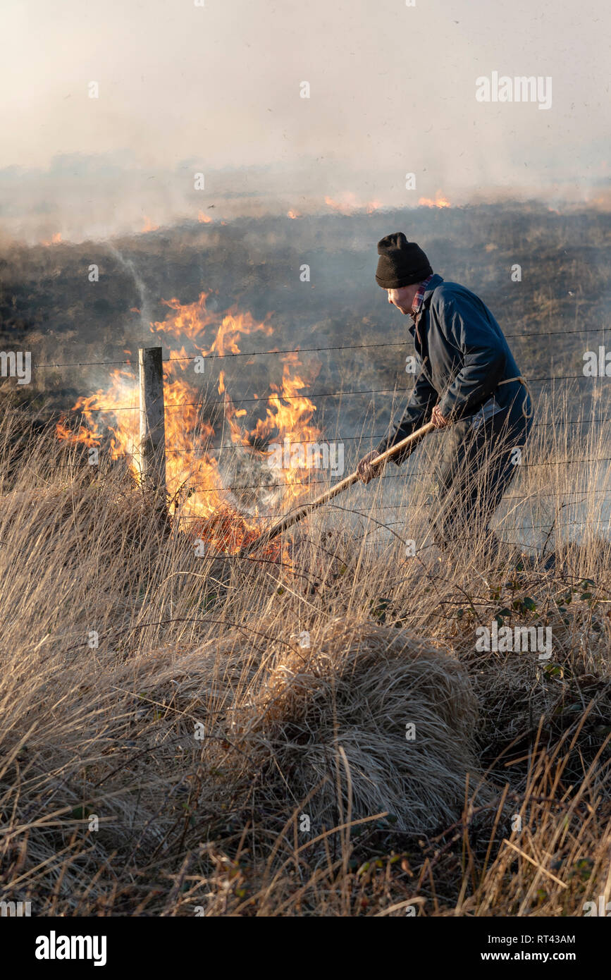 Bursdon Moor, Hartland,North Devon, England, UK. February 2019. Man ...