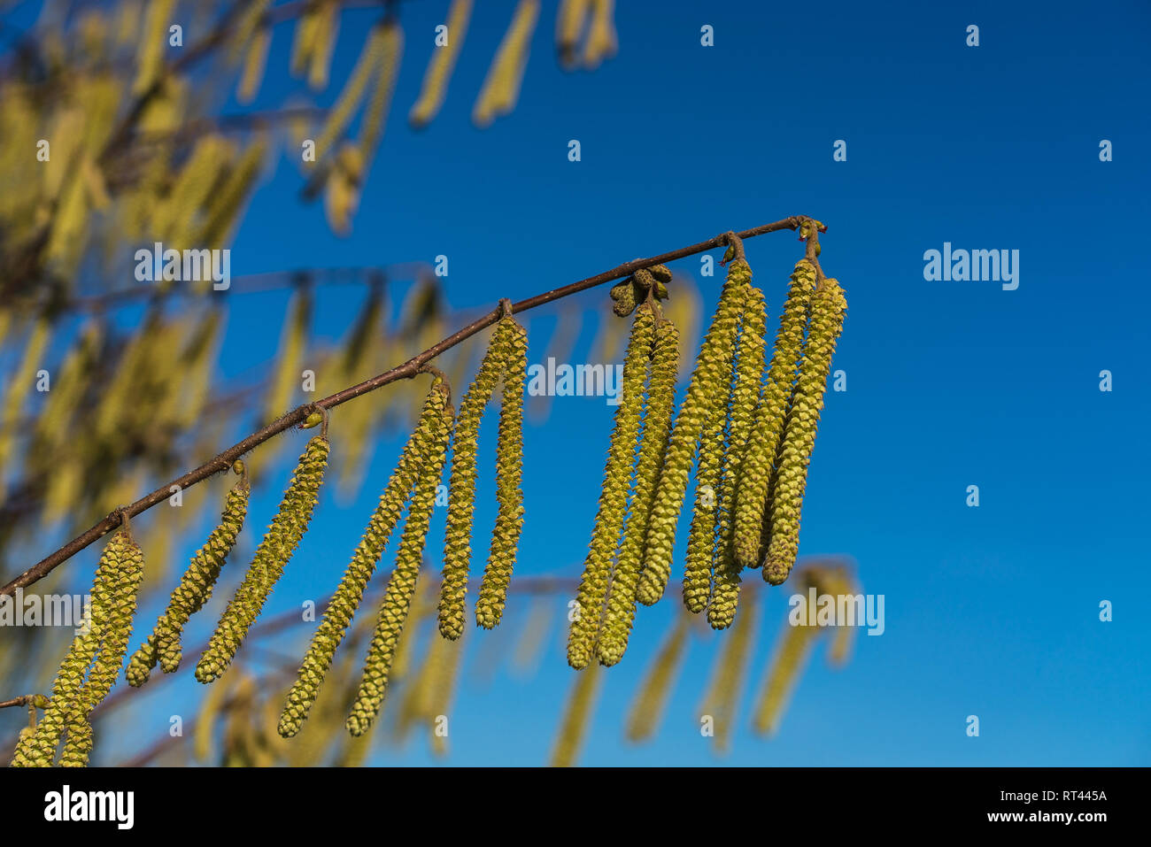 Close up of Hazel Male Catkins (Corylus avellana) in spring against a ...