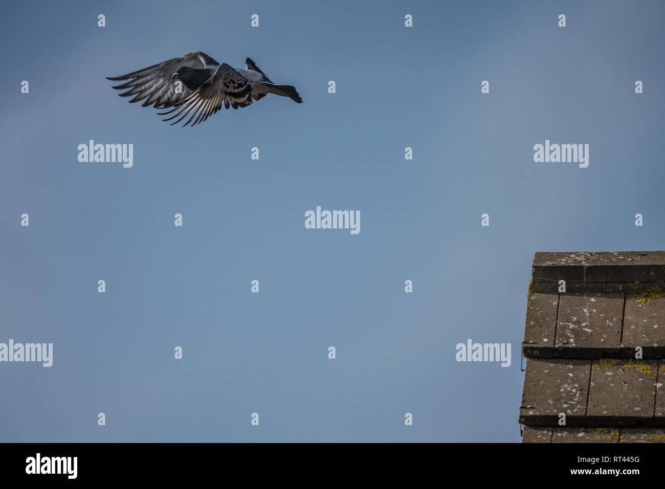 Flight flying flap wings wildlife hi-res stock photography and images ...