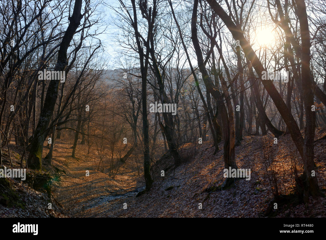 Path in spring forest and sun at sunset Stock Photo - Alamy