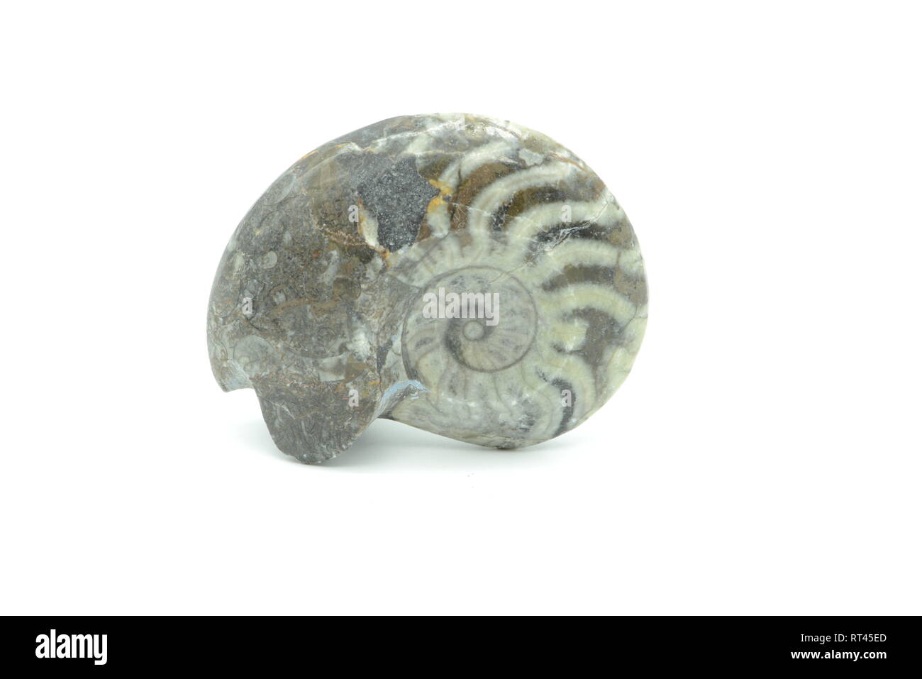 fossil of Ammonite. nautilus snail on white isolated background Stock ...