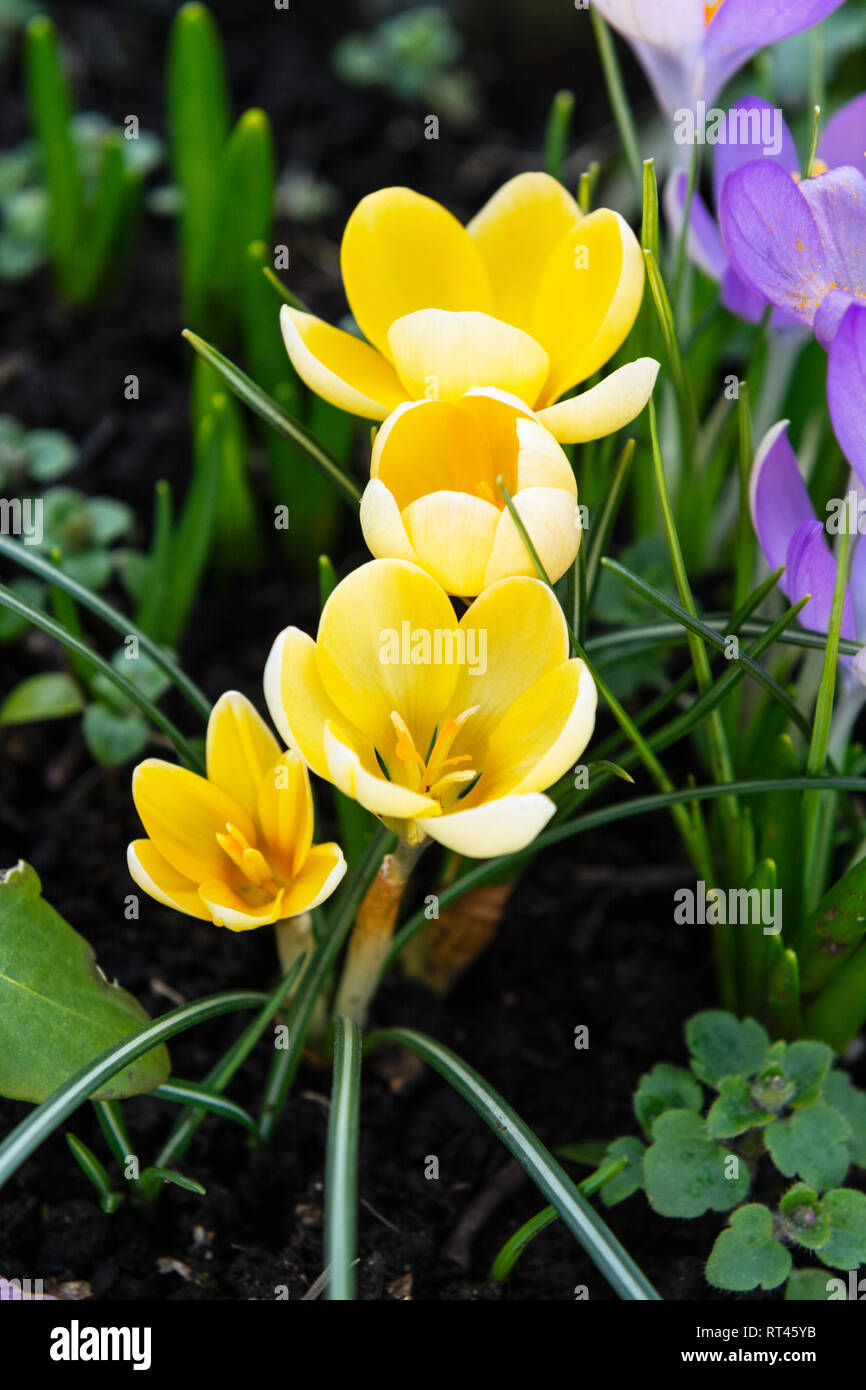 Delicate yellow crocuses blooming in a flower bed in early spring Stock ...
