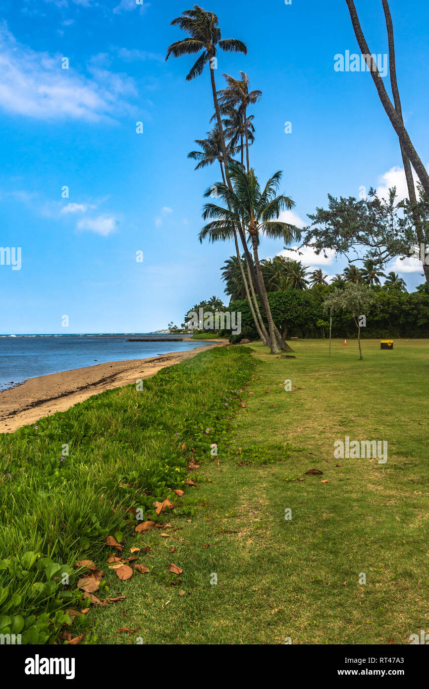 Oahu beach palm trees hi-res stock photography and images - Alamy
