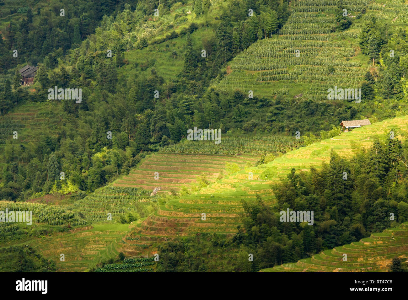 Longsheng rice terraces landscape in China Stock Photo - Alamy