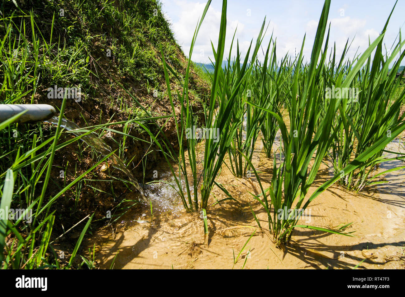 Rice plant close-up in rice field Stock Photo - Alamy