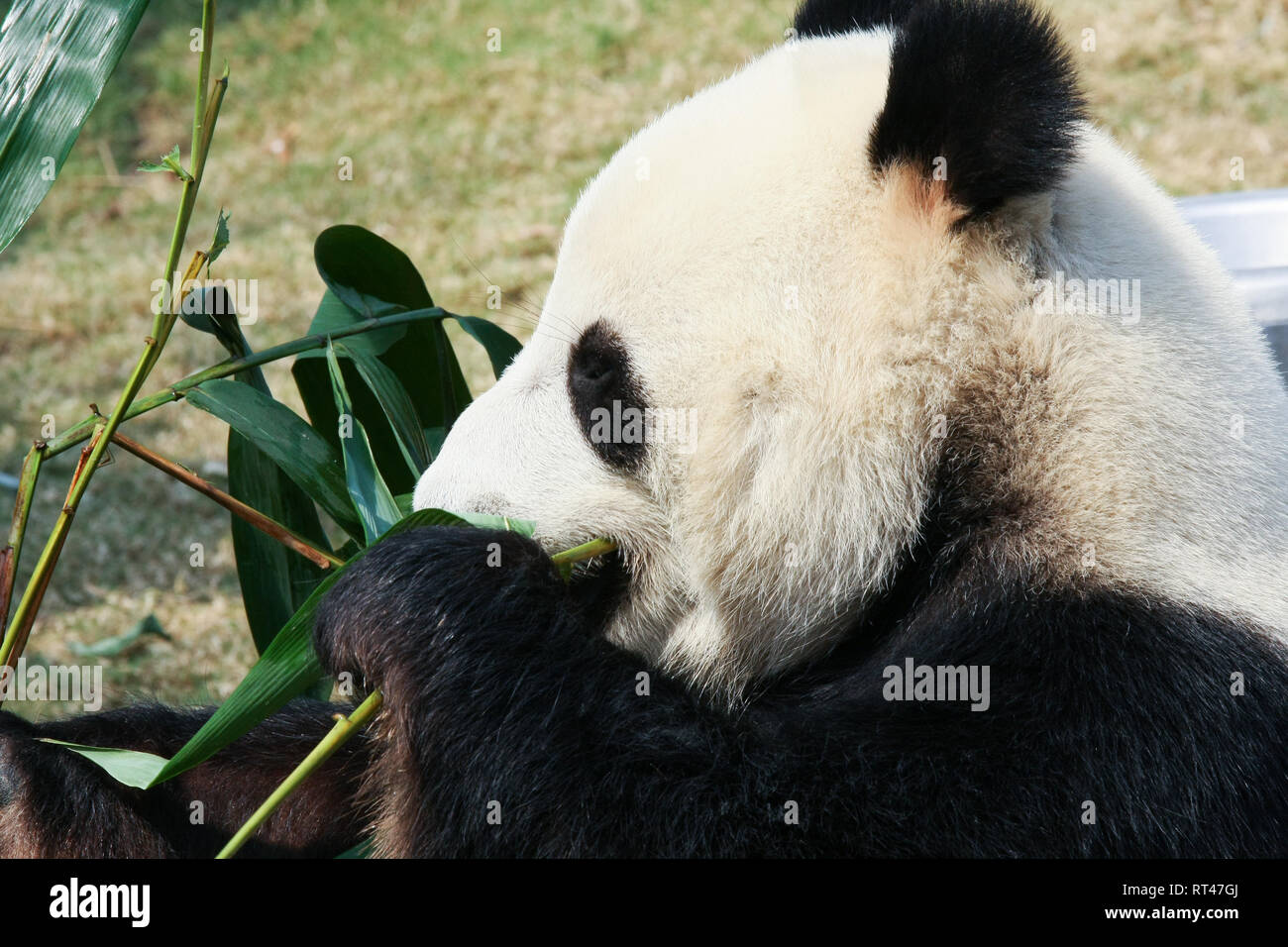 Panda eating bamboo Stock Photo - Alamy
