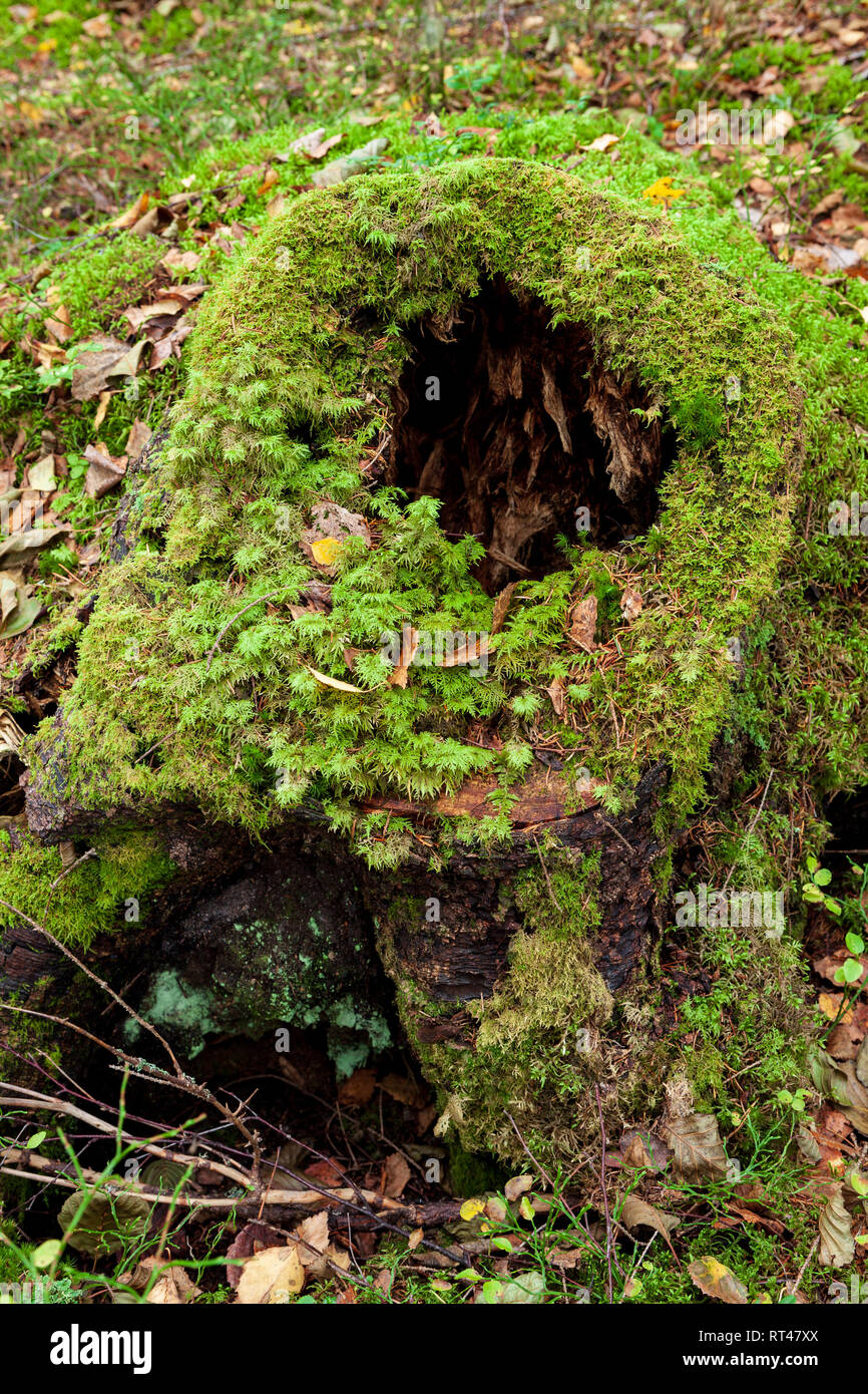 Old tree stump decay in forest Stock Photo - Alamy