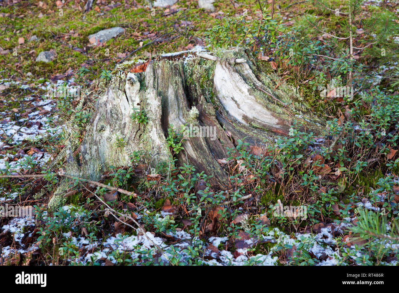 Old tree stump decay in forest Stock Photo - Alamy