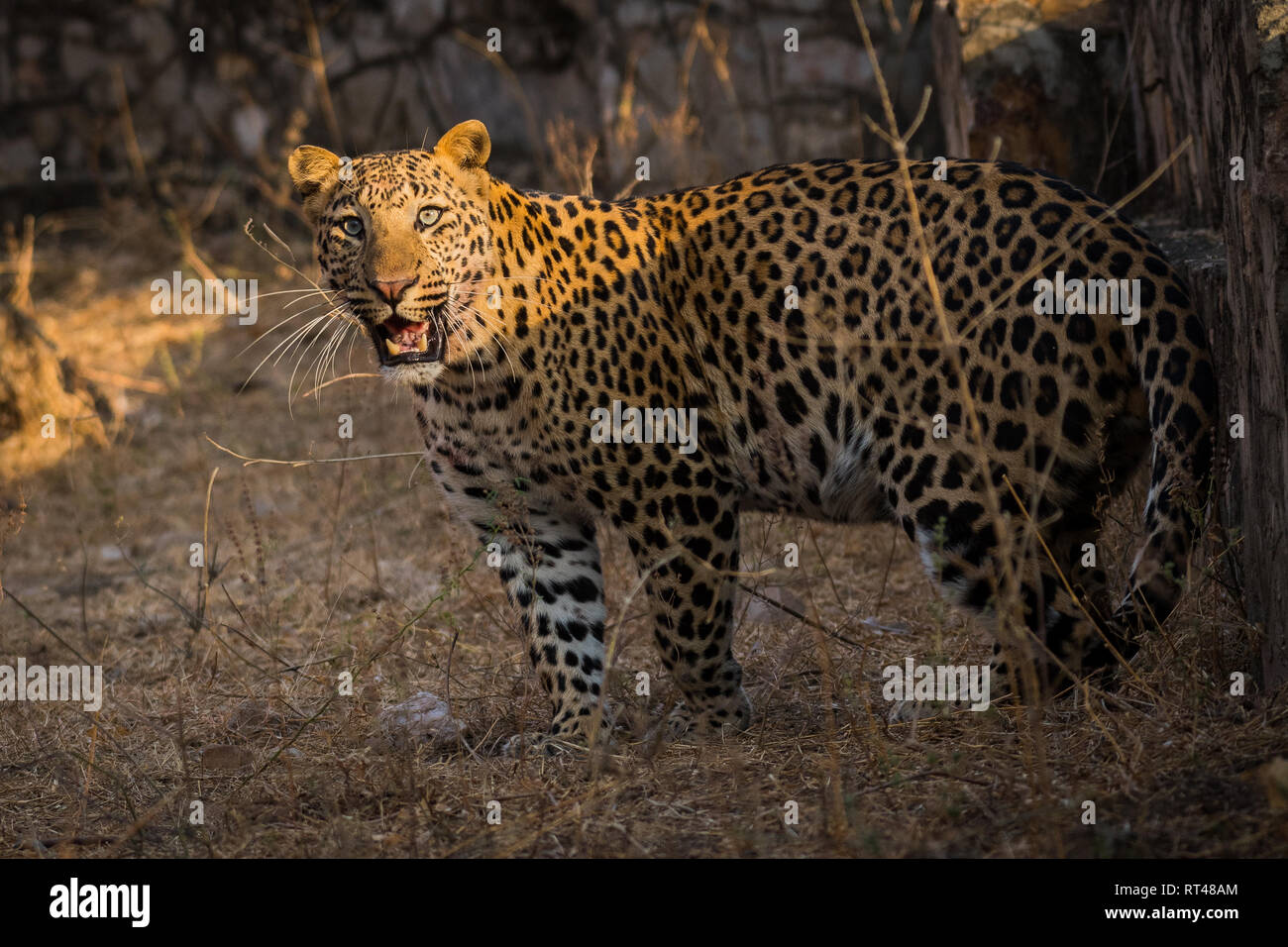 Leopard with a early morning light on his face and expression at ...