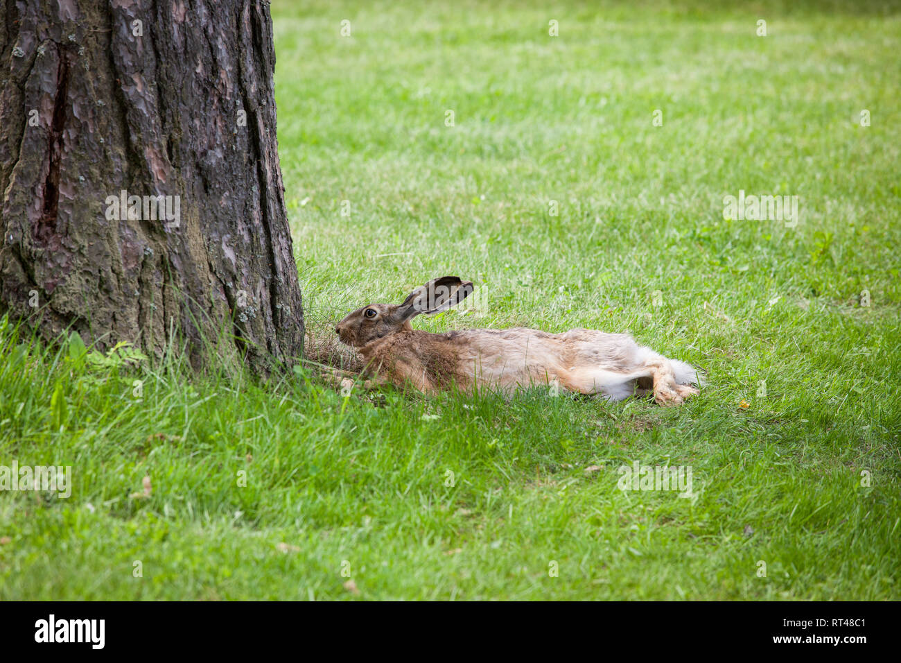 Wildlife lawn hare bunny rabbit hi-res stock photography and images - Alamy