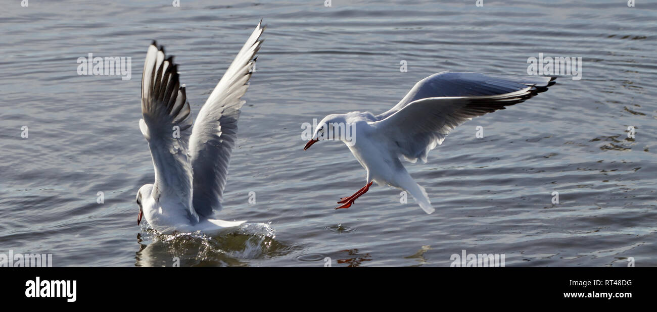 Birds fighting over food hi-res stock photography and images - Alamy
