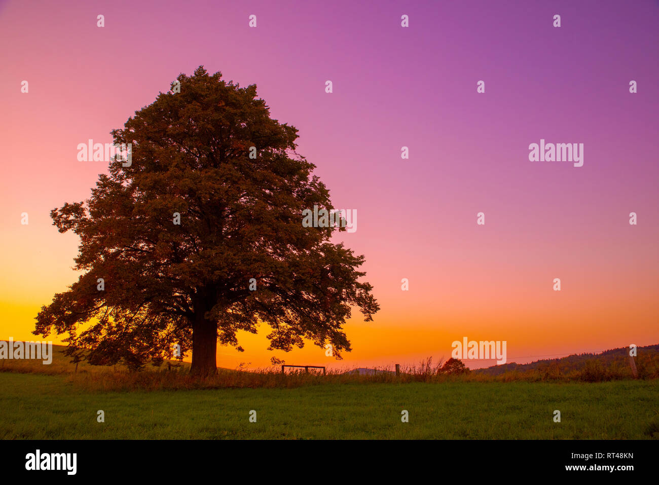 nice summer sunset with tree and colours Stock Photo - Alamy