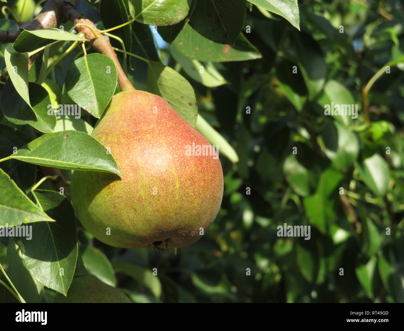 Red pears on tree in orchard hi-res stock photography and images - Alamy
