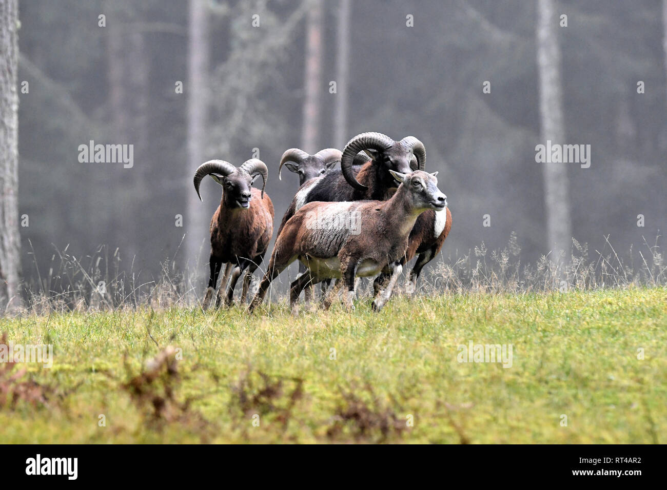 Mountain sheep, rut of the Mufflons, ruttish Arieses, horn-rimmed ...
