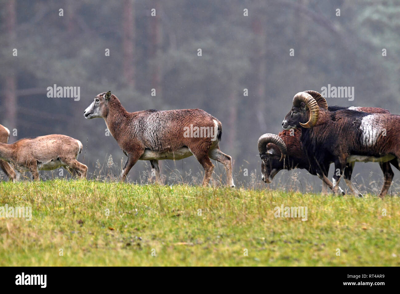Mountain sheep, rut of the Mufflons, ruttish Arieses, horn-rimmed ...