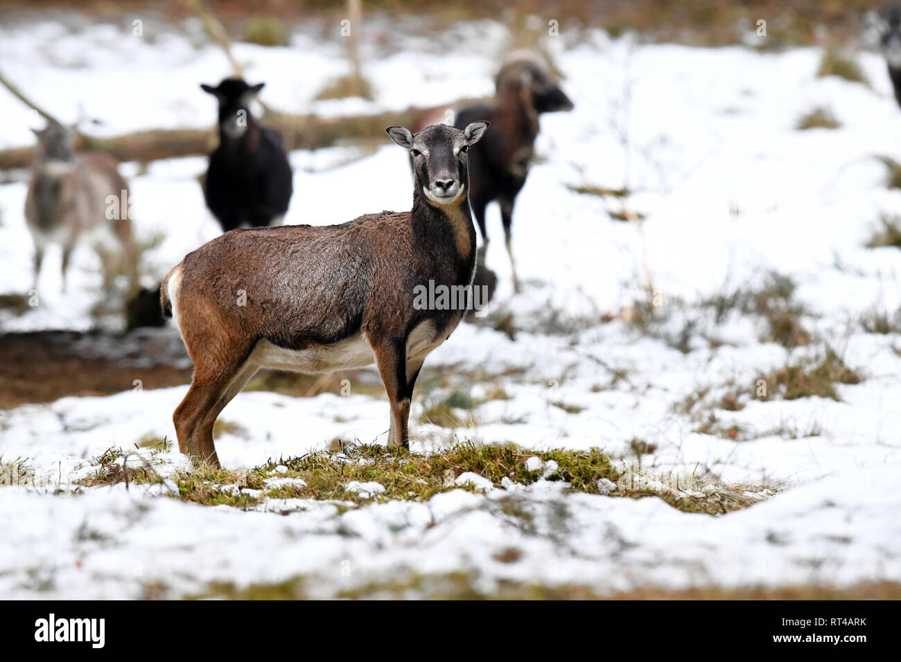 Mountain sheep, horn-rimmed bearers, horns, muzzle spot, Mufflon ...