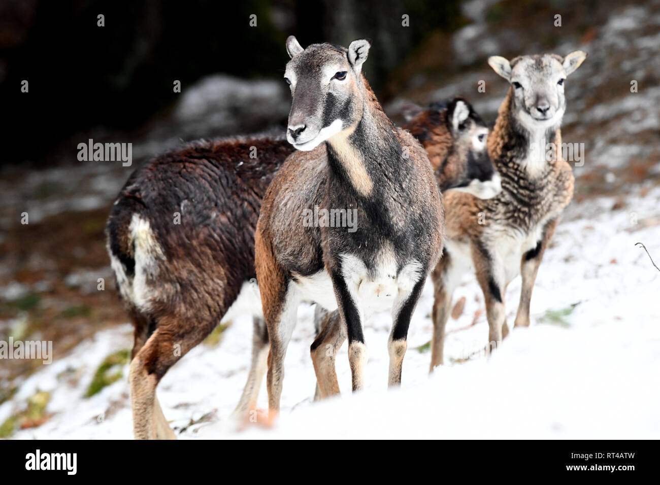 Mufflons in the forest hi-res stock photography and images - Alamy