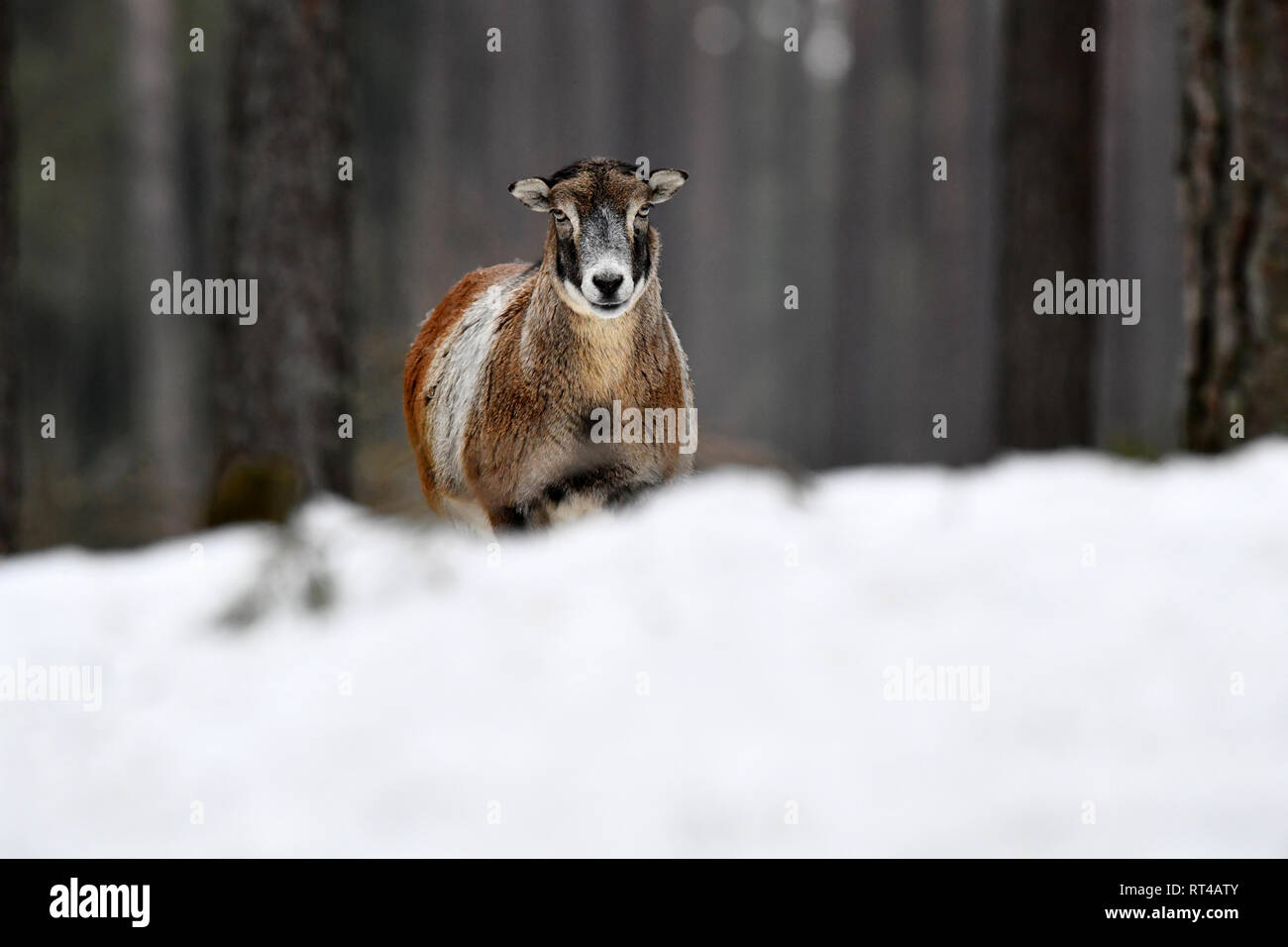 Mufflo hi-res stock photography and images - Alamy