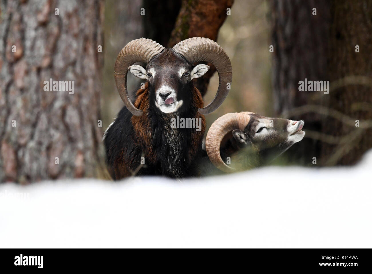 Mufflo hi-res stock photography and images - Alamy