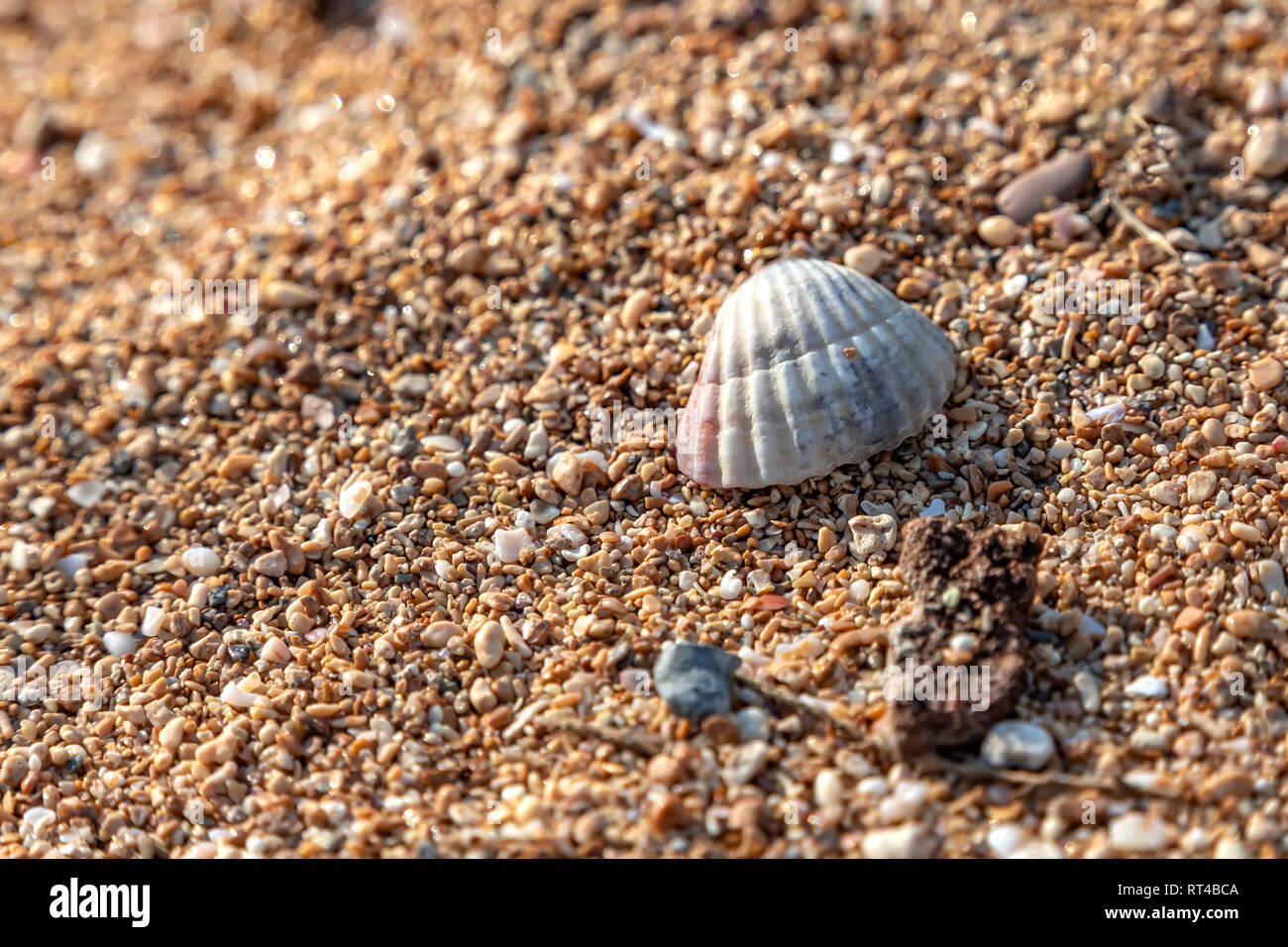 Sea shell lying on small pebbles on the sea beach close up Stock Photo ...
