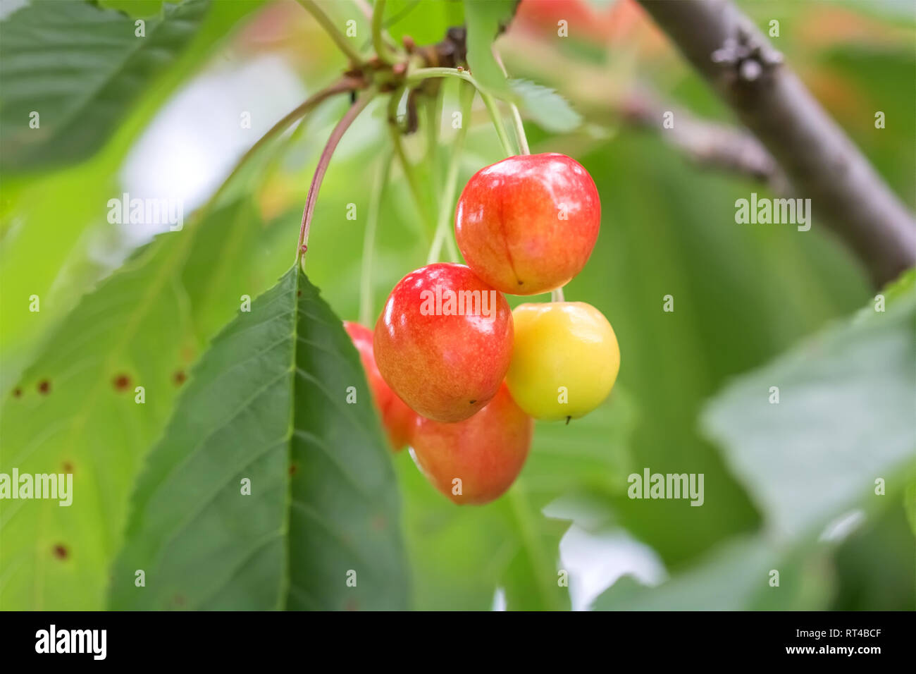 Branch with cherry hi-res stock photography and images - Alamy