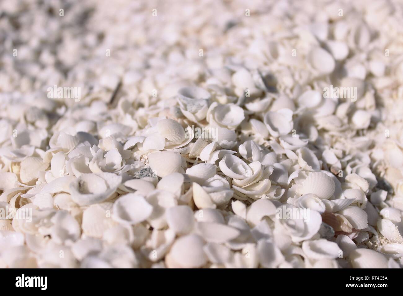 Shells shells hi-res stock photography and images - Alamy