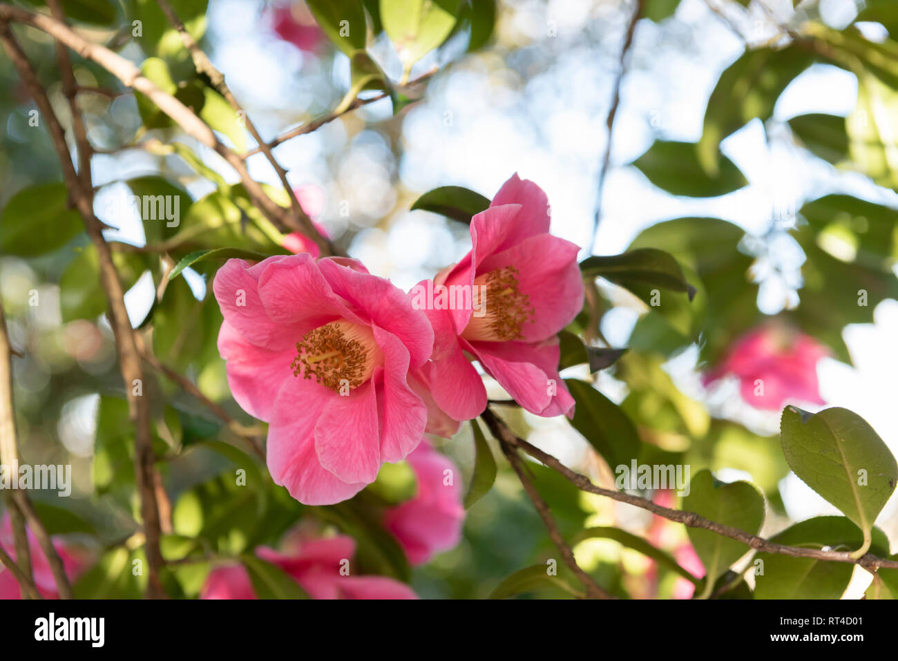 Evergreen shrub hi-res stock photography and images - Alamy
