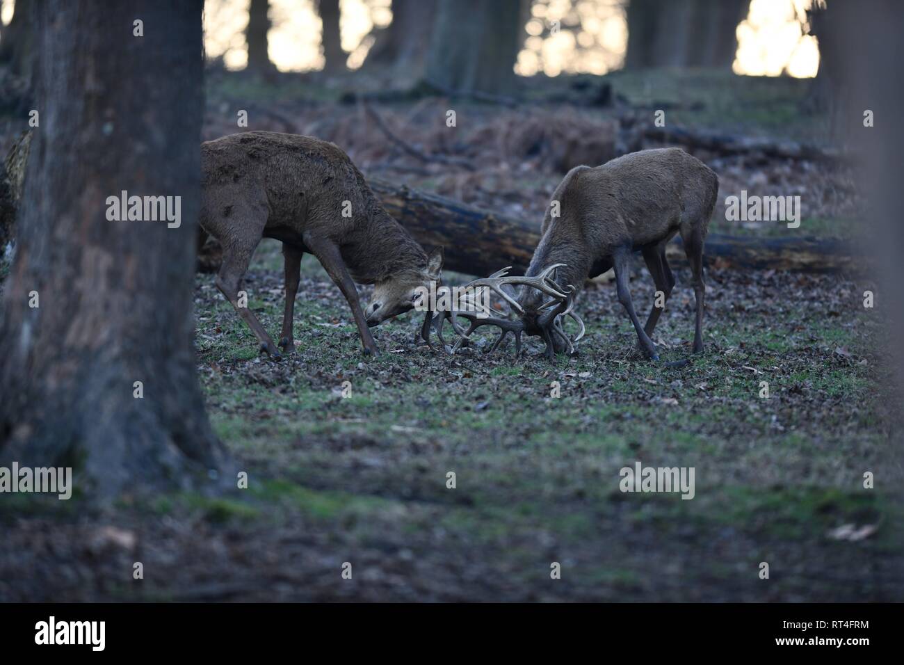 Richmond Park, deer culling season Stock Photo - Alamy