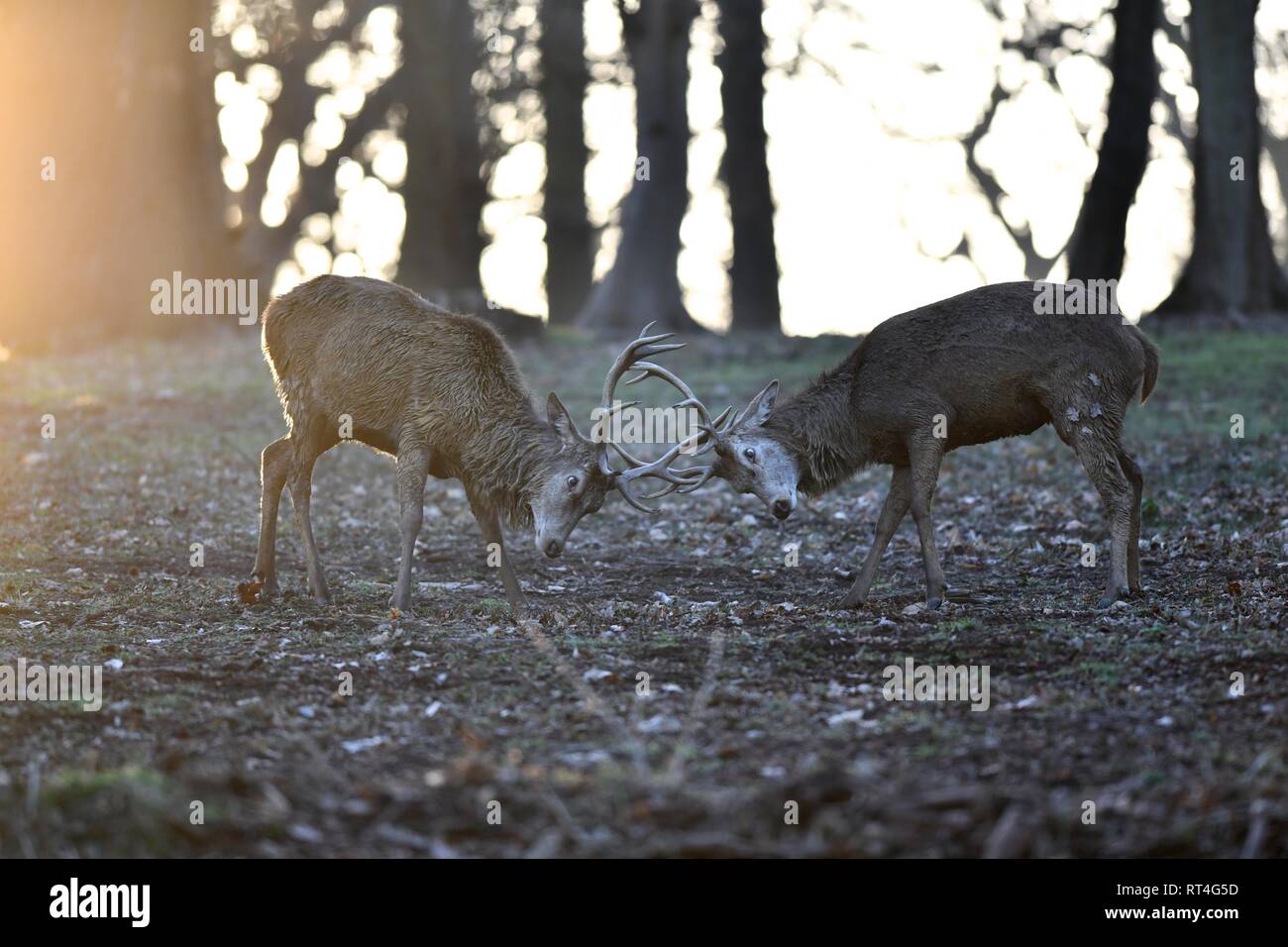 Richmond Park, deer culling season Stock Photo - Alamy