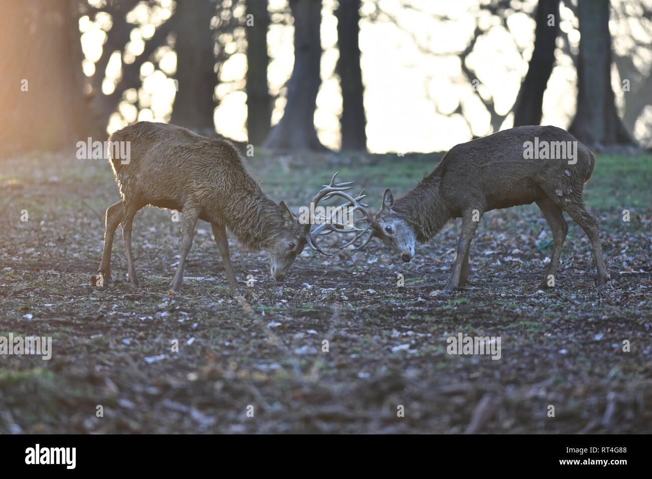 Richmond Park, deer culling season Stock Photo - Alamy