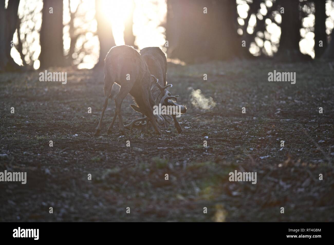 Richmond Park, deer culling season Stock Photo - Alamy