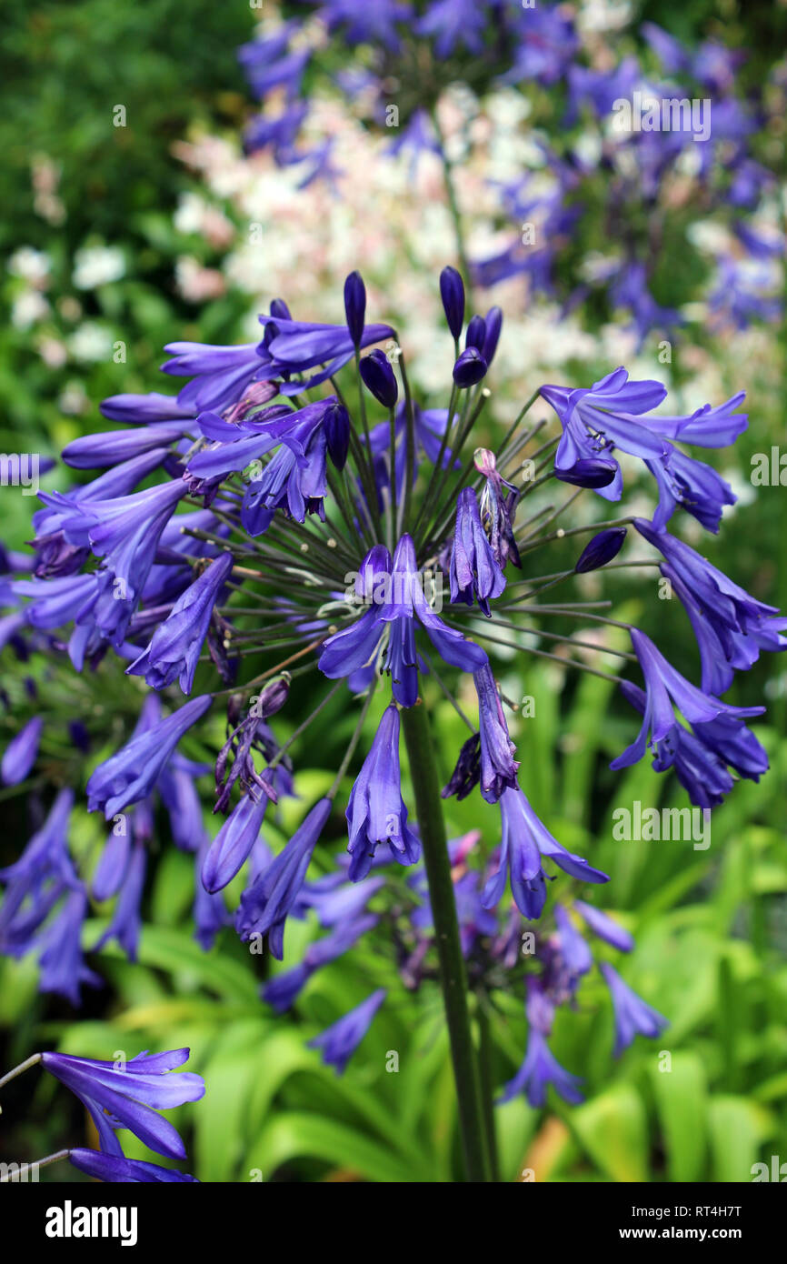 Close up of a True Blue Allium blooming Stock Photo - Alamy