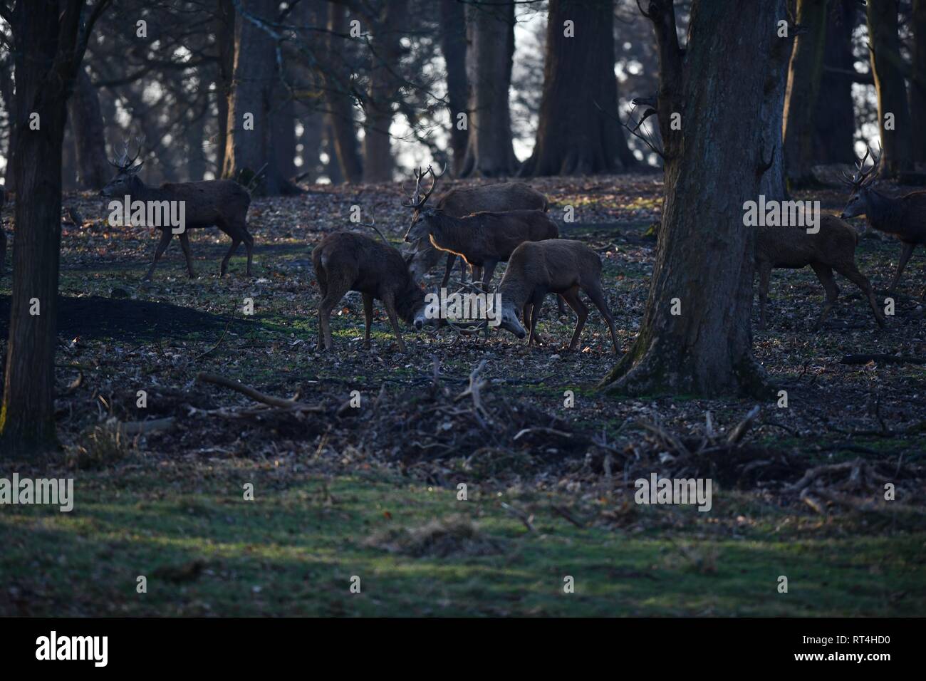Richmond Park, deer culling season Stock Photo - Alamy
