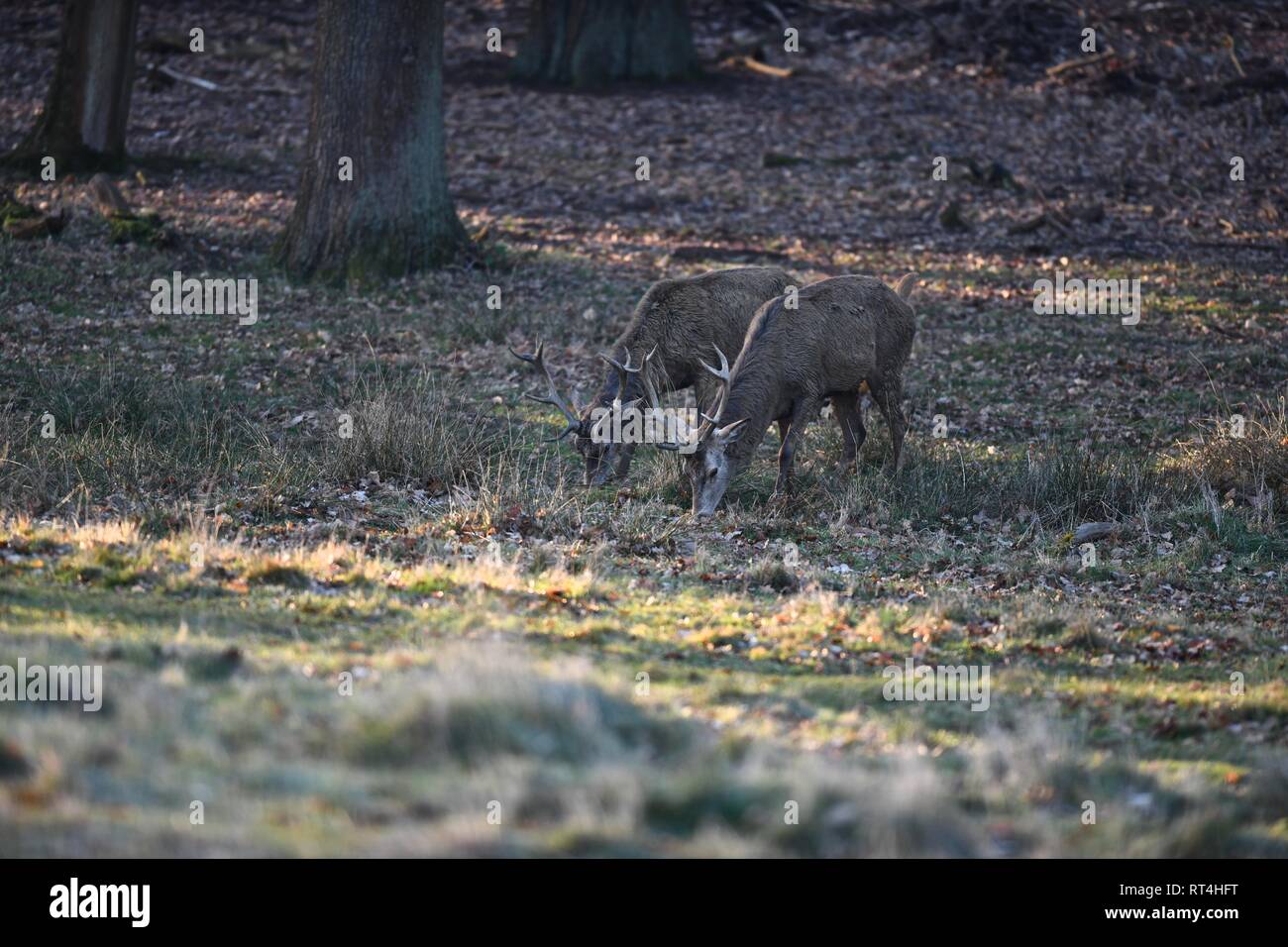 Richmond Park, deer culling season Stock Photo - Alamy