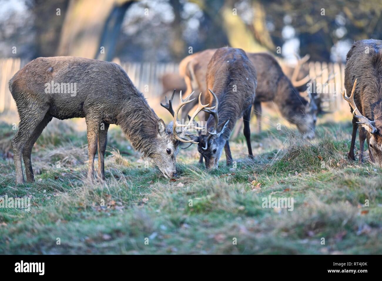 Richmond Park, deer culling season Stock Photo - Alamy