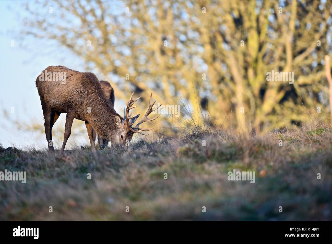 Richmond Park, deer culling season Stock Photo - Alamy