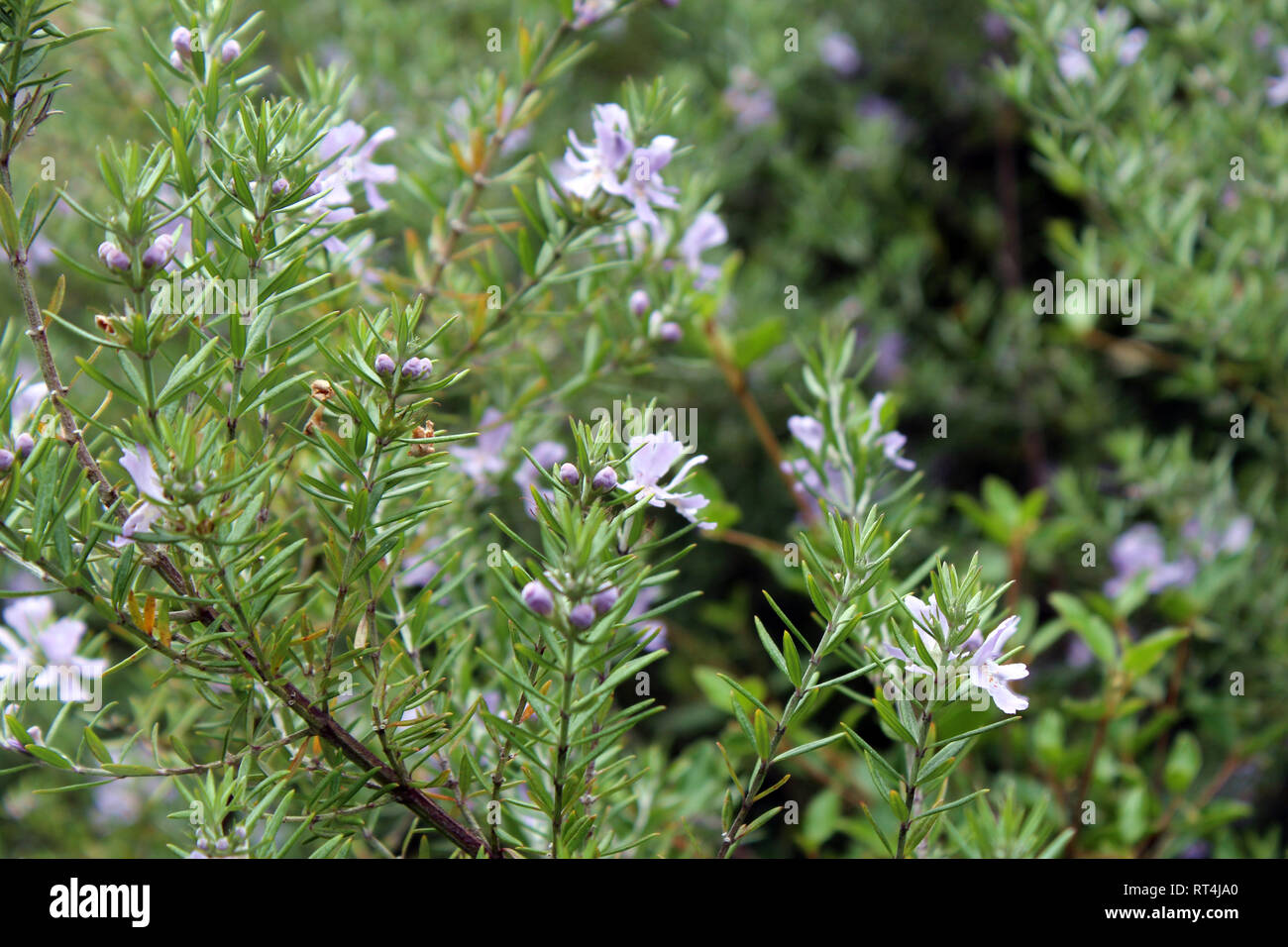 Close up of a flowering Rosemary plant Stock Photo - Alamy