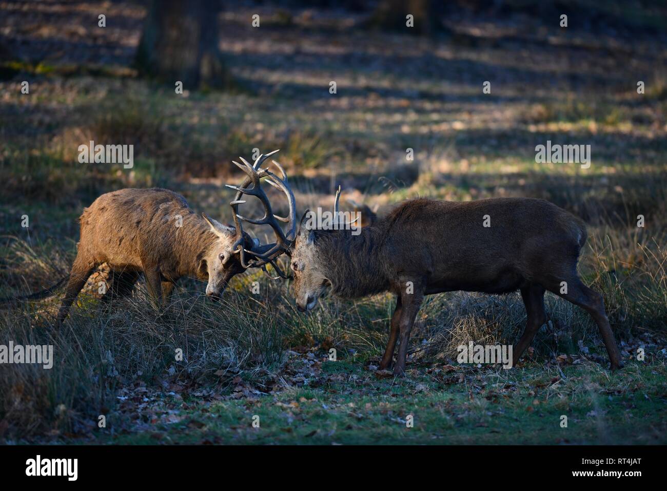 Richmond Park, deer culling season Stock Photo - Alamy