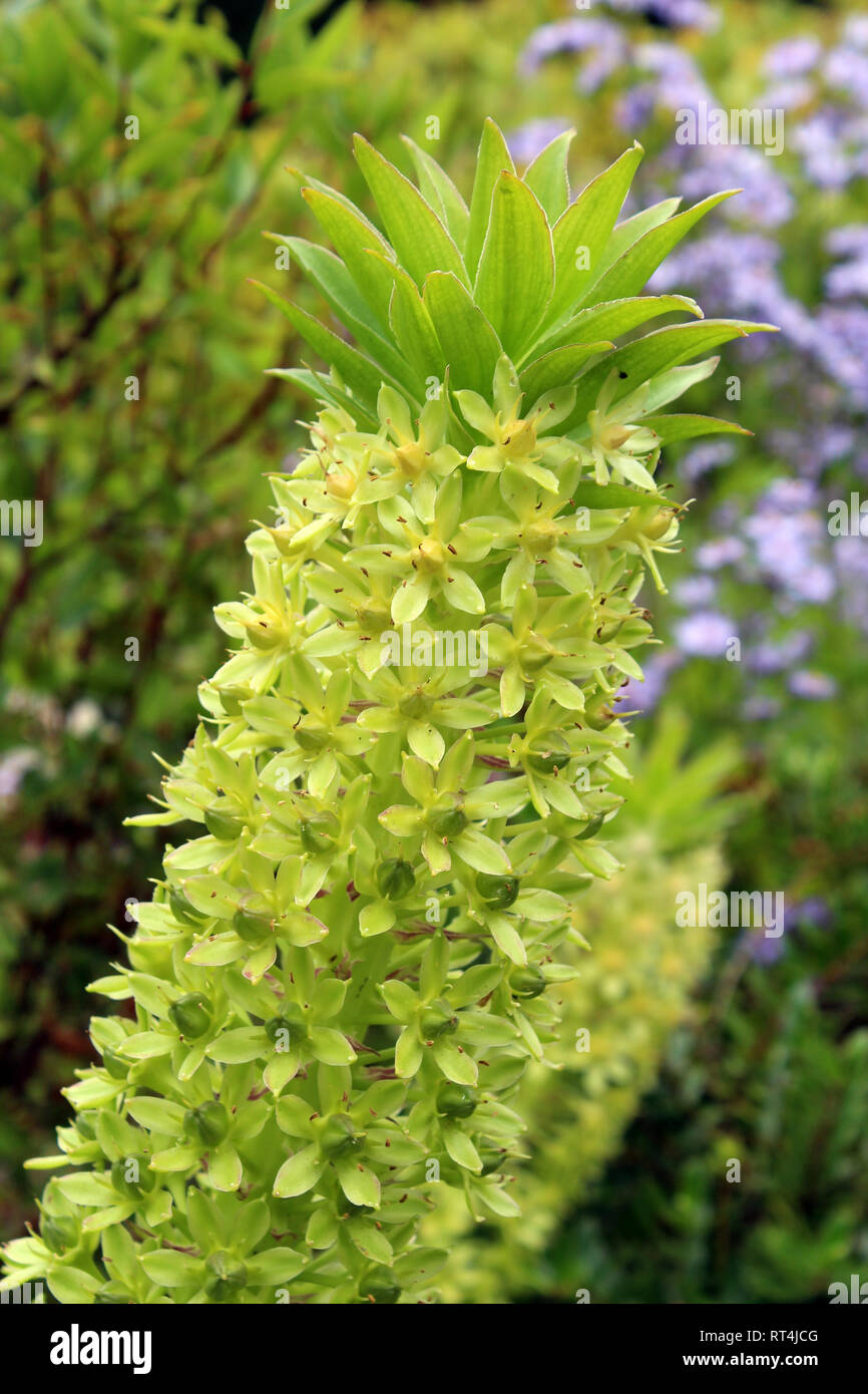Close up of a stalk of a yucca plant with green flowers in full bloom ...