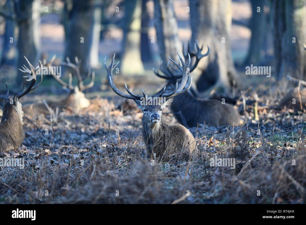 Richmond Park, deer culling season Stock Photo - Alamy