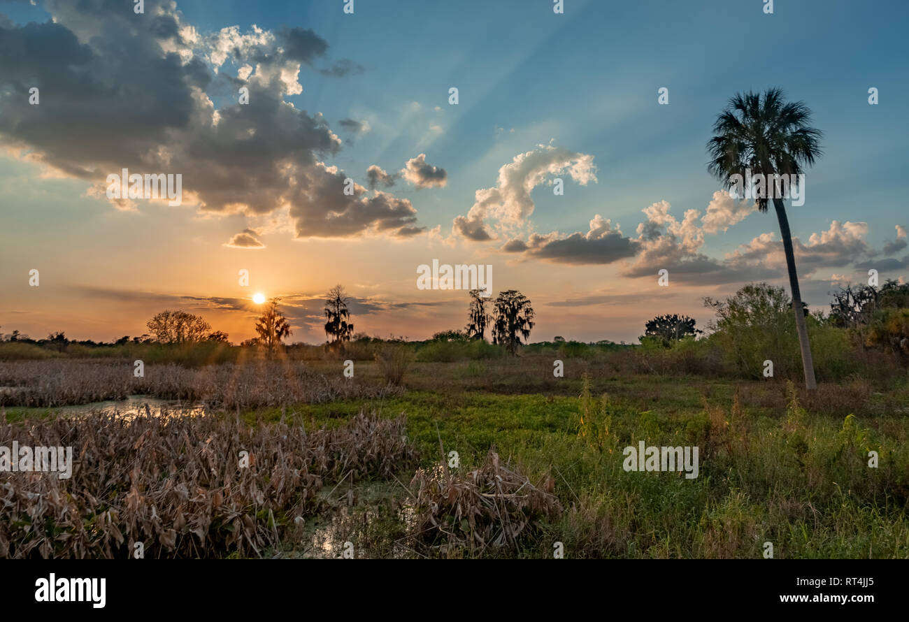 Amazing landscape in everglades hi-res stock photography and images - Alamy