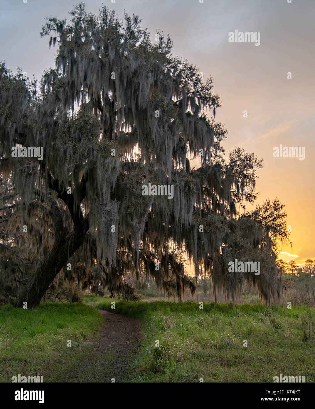 Oak Trees in the Everglades Stock Photo - Alamy