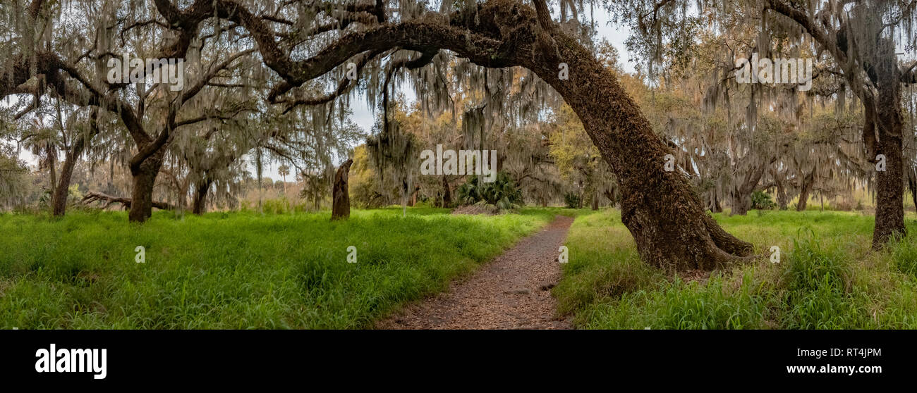 Panoramic oak trees sunrise hi-res stock photography and images - Alamy