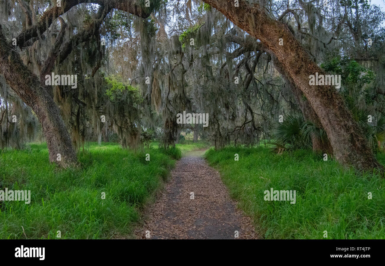 Oak Trees in the Everglades Stock Photo - Alamy