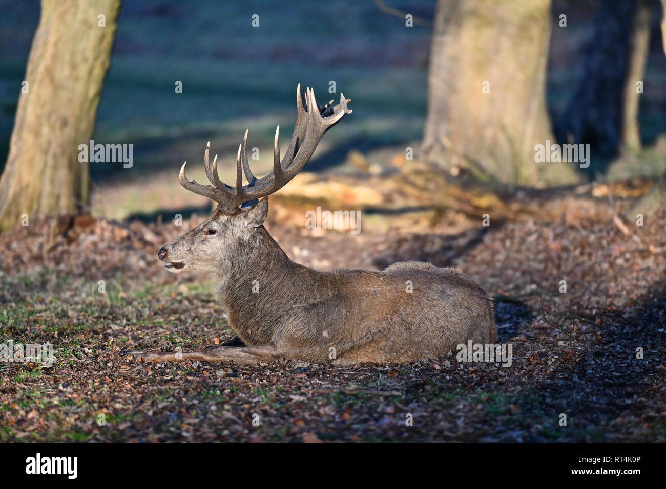 Richmond Park, deer culling season Stock Photo - Alamy
